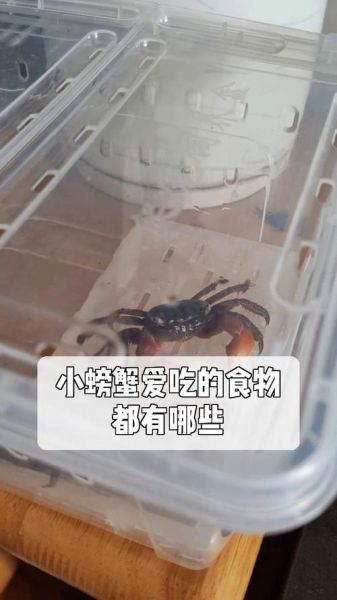 宠物螃蟹吃什么食物_宠物螃蟹能吃什么蔬菜-第1张图片-山城妙识