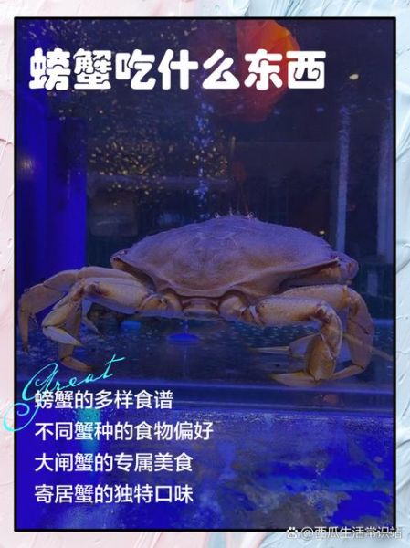 宠物螃蟹吃什么食物_宠物螃蟹能吃什么蔬菜-第2张图片-山城妙识