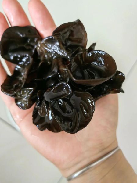 黑了木耳啥意思_黑了木耳网络用语解析-第2张图片-山城妙识