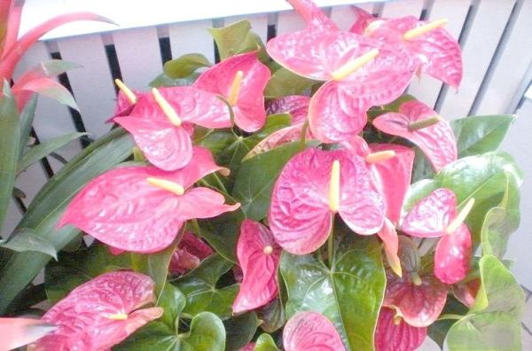 风水好的花有哪些_家里摆什么花最招财-第2张图片-山城妙识