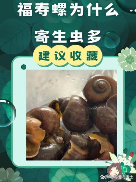 吃了福寿螺怎么补救_福寿螺寄生虫潜伏期多久-第1张图片-山城妙识 吃了福寿螺怎么补救_福寿螺寄生虫潜伏期多久-第1张图片-山城妙识