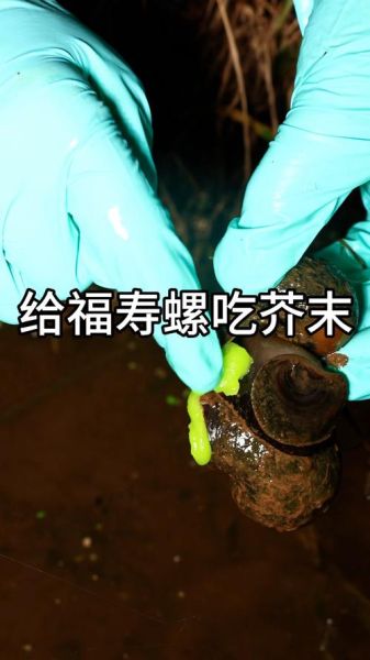 吃了福寿螺怎么补救_福寿螺寄生虫潜伏期多久-第3张图片-山城妙识 吃了福寿螺怎么补救_福寿螺寄生虫潜伏期多久-第3张图片-山城妙识