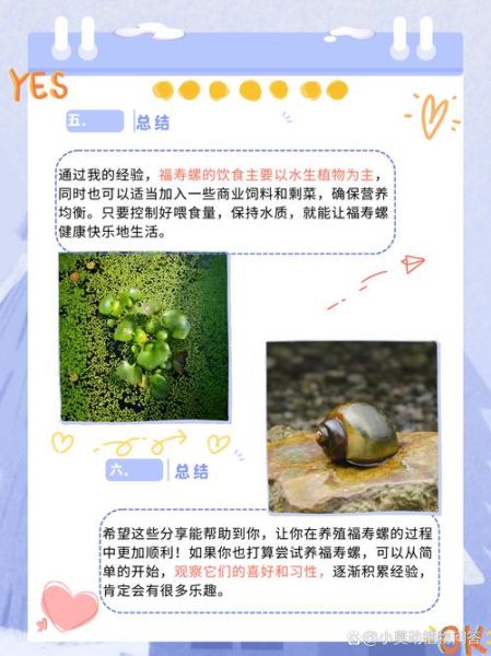吃了福寿螺怎么补救_福寿螺寄生虫潜伏期多久-第2张图片-山城妙识 吃了福寿螺怎么补救_福寿螺寄生虫潜伏期多久-第2张图片-山城妙识
