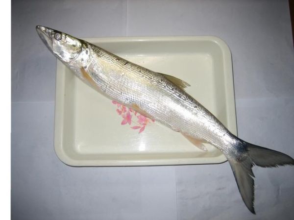 鳤鱼是什么鱼_鳤鱼多少钱一斤-第1张图片-山城妙识 鳤鱼是什么鱼_鳤鱼多少钱一斤-第1张图片-山城妙识