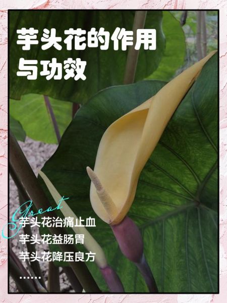 芋头花有毒吗_芋头花能吃吗-第1张图片-山城妙识