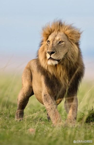 狮子图片大全大图霸气_如何挑选高清壁纸-第3张图片-山城妙识