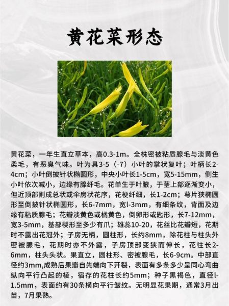 黄花菜都凉了是什么意思_黄花菜都凉了的典故-第1张图片-山城妙识 黄花菜都凉了是什么意思_黄花菜都凉了的典故-第1张图片-山城妙识