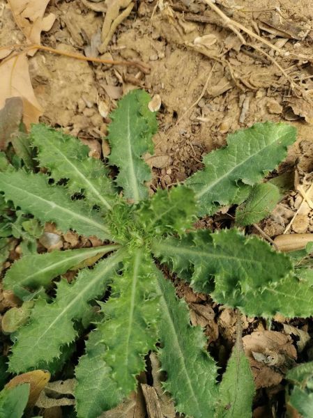 野苦菜图片_野苦菜怎么辨认-第1张图片-山城妙识