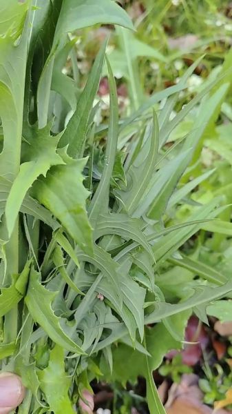 野苦菜图片_野苦菜怎么辨认-第2张图片-山城妙识