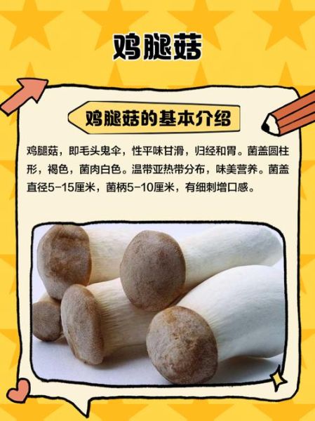 鸡腿蘑怎么做好吃_鸡腿蘑的营养价值-第3张图片-山城妙识