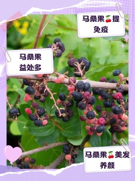 马桑果泡酒的功效与作用_马桑果泡酒可以长期喝吗-第1张图片-山城妙识