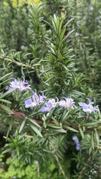 迷迭香多少钱一斤_迷迭香价格影响因素-第1张图片-山城妙识