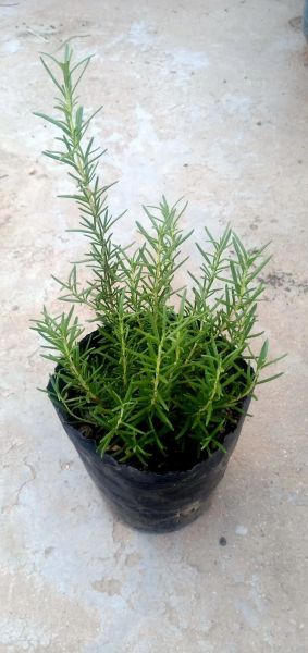 迷迭香多少钱一斤_迷迭香价格影响因素-第2张图片-山城妙识