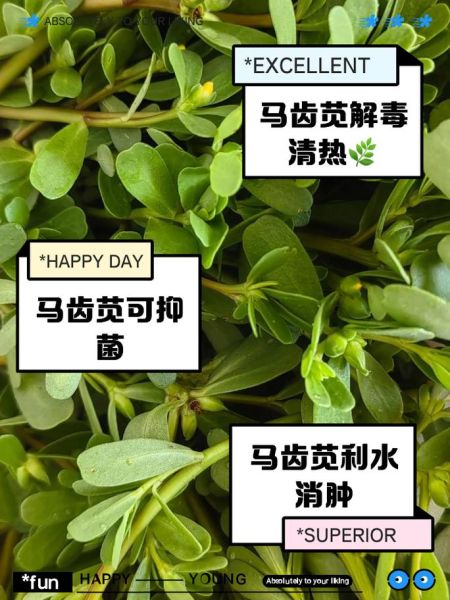马苋菜煮水喝的功效_马苋菜水怎么煮-第1张图片-山城妙识 马苋菜煮水喝的功效_马苋菜水怎么煮-第1张图片-山城妙识