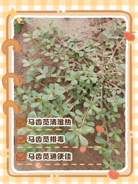 马苋菜煮水喝的功效_马苋菜水怎么煮-第3张图片-山城妙识 马苋菜煮水喝的功效_马苋菜水怎么煮-第3张图片-山城妙识