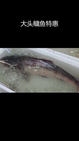 鳙鱼价格多少钱一斤_鳙鱼价格走势-第1张图片-山城妙识