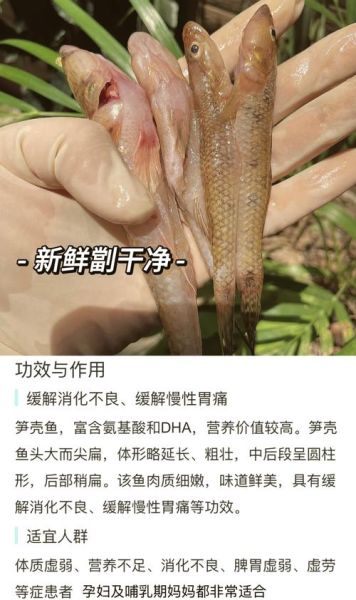 笋壳鱼的营养价值及功效_孕妇能吃吗-第1张图片-山城妙识 笋壳鱼的营养价值及功效_孕妇能吃吗-第1张图片-山城妙识
