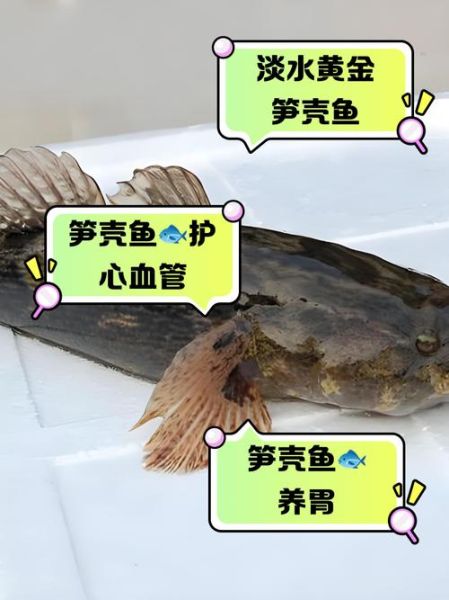 笋壳鱼的营养价值及功效_孕妇能吃吗-第2张图片-山城妙识 笋壳鱼的营养价值及功效_孕妇能吃吗-第2张图片-山城妙识