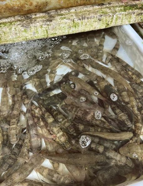 笋壳鱼的营养价值及功效_孕妇能吃吗-第3张图片-山城妙识 笋壳鱼的营养价值及功效_孕妇能吃吗-第3张图片-山城妙识