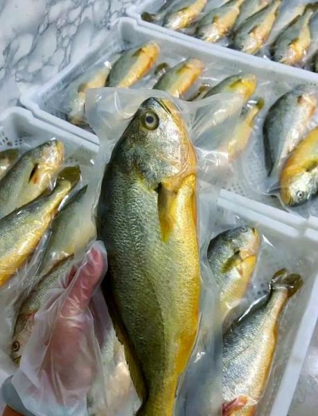 黄花鱼多少钱一斤_黄花鱼价格行情-第3张图片-山城妙识
