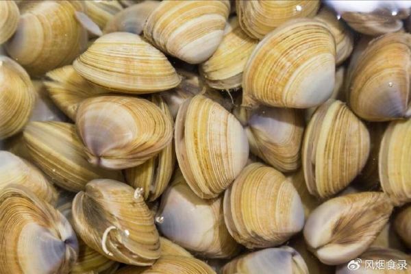 蛤蜊种类有哪些_蛤蜊怎么区分-第3张图片-山城妙识 蛤蜊种类有哪些_蛤蜊怎么区分-第3张图片-山城妙识