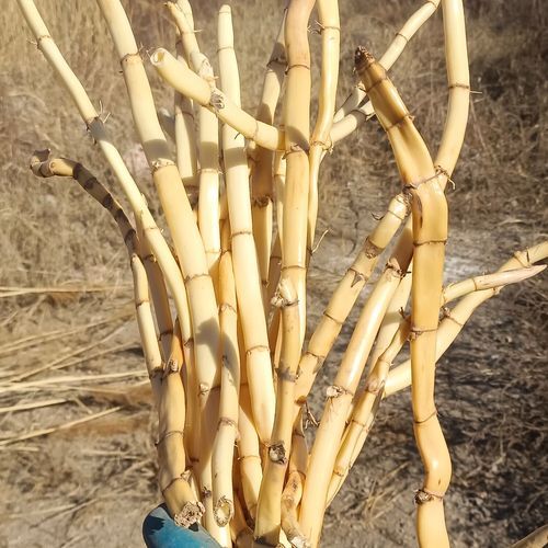 芦根是什么植物的根_芦根和芦苇根的区别-第1张图片-山城妙识
