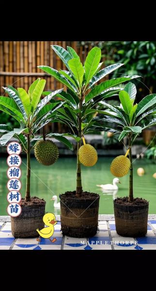 榴莲树怎么种植_榴莲树几年结果-第2张图片-山城妙识 榴莲树怎么种植_榴莲树几年结果-第2张图片-山城妙识