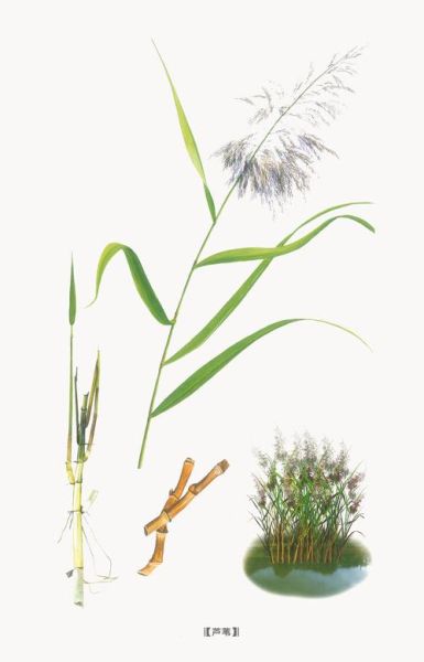 芦根是什么植物的根_芦根和芦苇根的区别-第2张图片-山城妙识