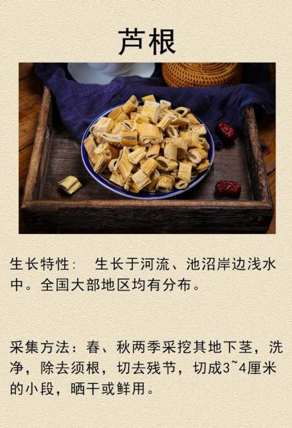 芦根是什么植物的根_芦根和芦苇根的区别-第3张图片-山城妙识