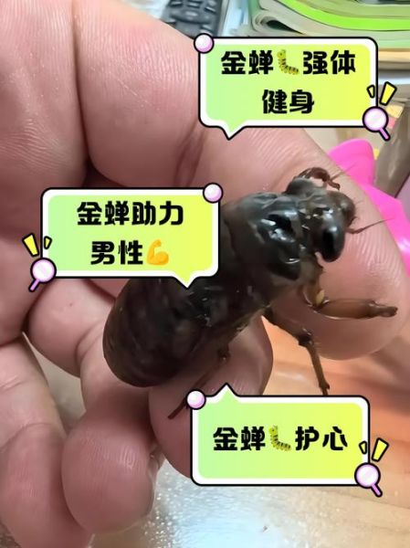 男人吃金蝉有什么好处_金蝉对男性健康的作用-第1张图片-山城妙识 男人吃金蝉有什么好处_金蝉对男性健康的作用-第1张图片-山城妙识