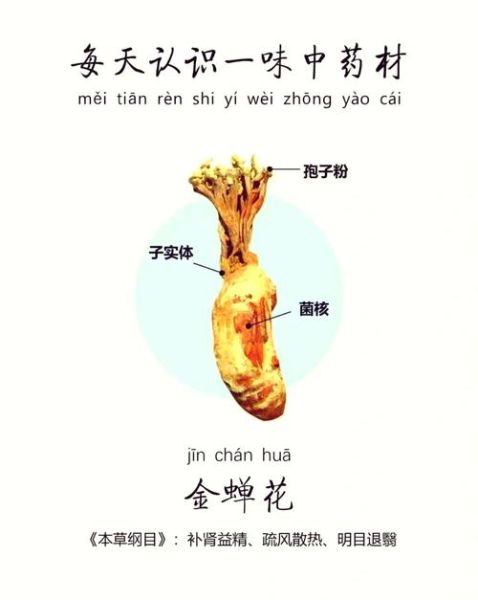 男人吃金蝉有什么好处_金蝉对男性健康的作用-第3张图片-山城妙识 男人吃金蝉有什么好处_金蝉对男性健康的作用-第3张图片-山城妙识