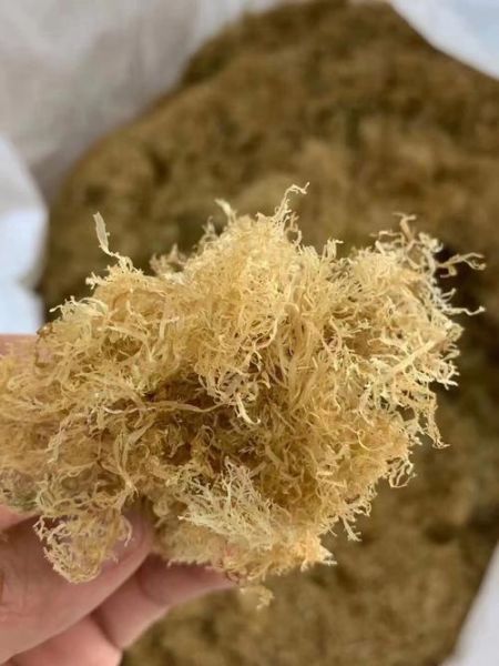 海石花怎么煮_海石花煮多久才出胶-第1张图片-山城妙识 海石花怎么煮_海石花煮多久才出胶-第1张图片-山城妙识