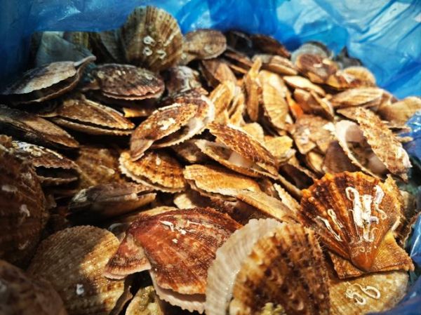 鲜贝和扇贝的区别_如何一眼分辨-第2张图片-山城妙识