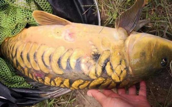 三道鳞多少钱一斤_三道鳞价格行情-第2张图片-山城妙识