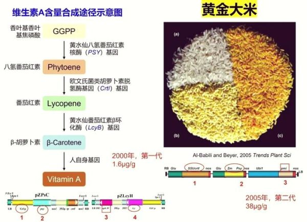 黄金大米事件违背了哪些伦理原则_转基因伦理争议-第1张图片-山城妙识