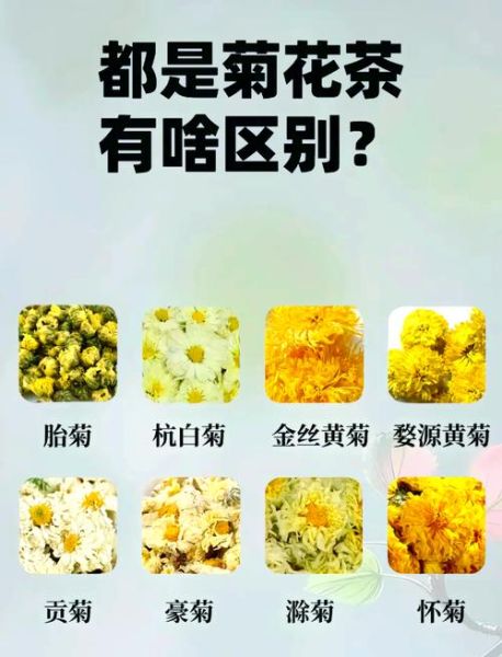 白菊花茶的功效与作用_白菊花茶的禁忌有哪些-第1张图片-山城妙识