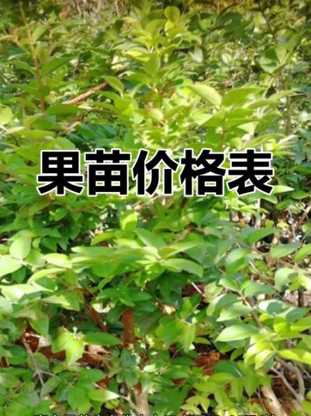 嘉宝果树4一5年苗价格_嘉宝果树4一5年苗多少钱一棵-第1张图片-山城妙识