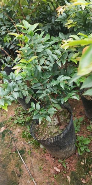 嘉宝果树4一5年苗价格_嘉宝果树4一5年苗多少钱一棵-第2张图片-山城妙识