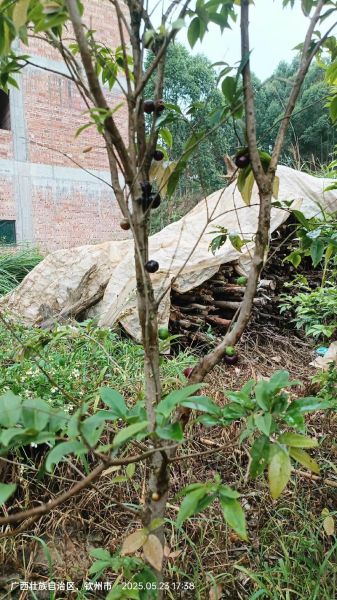 嘉宝果树4一5年苗价格_嘉宝果树4一5年苗多少钱一棵-第3张图片-山城妙识