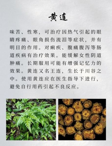黄连的功效与作用_黄连的食用方法-第3张图片-山城妙识
