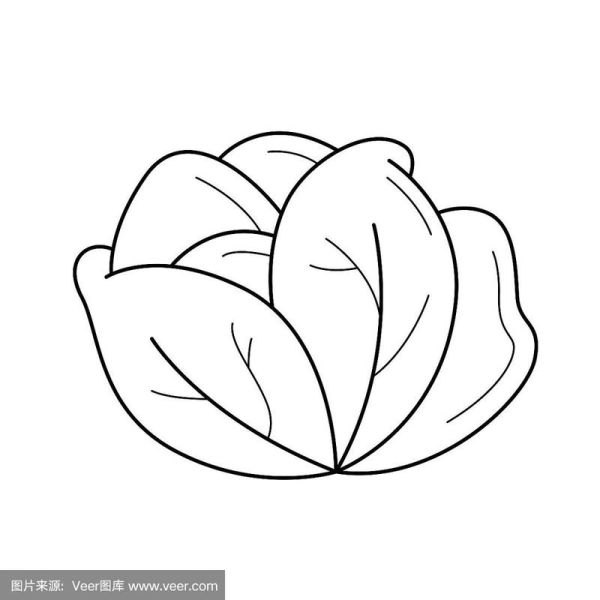 卷心菜简笔画怎么画_卷心菜图片简笔画教程-第2张图片-山城妙识 卷心菜简笔画怎么画_卷心菜图片简笔画教程-第2张图片-山城妙识