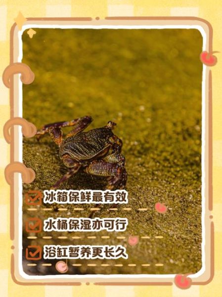 螃蟹怎么保存才新鲜_螃蟹能保存多久-第1张图片-山城妙识
