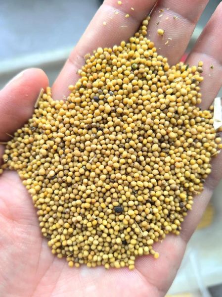 菜籽图片怎么识别真假_菜籽图片高清细节怎么看-第1张图片-山城妙识