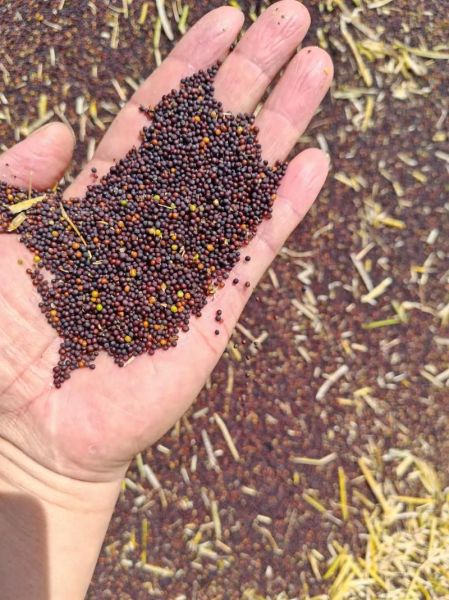 菜籽图片怎么识别真假_菜籽图片高清细节怎么看-第2张图片-山城妙识