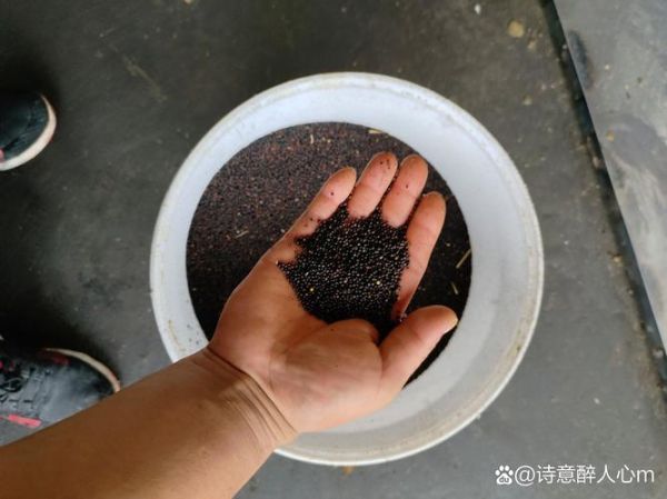 菜籽图片怎么识别真假_菜籽图片高清细节怎么看-第3张图片-山城妙识