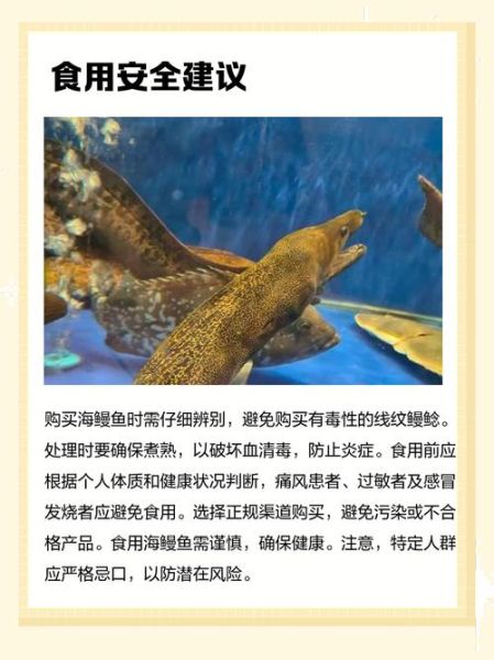 什么人不能吃鳗鱼_鳗鱼禁忌人群有哪些-第1张图片-山城妙识