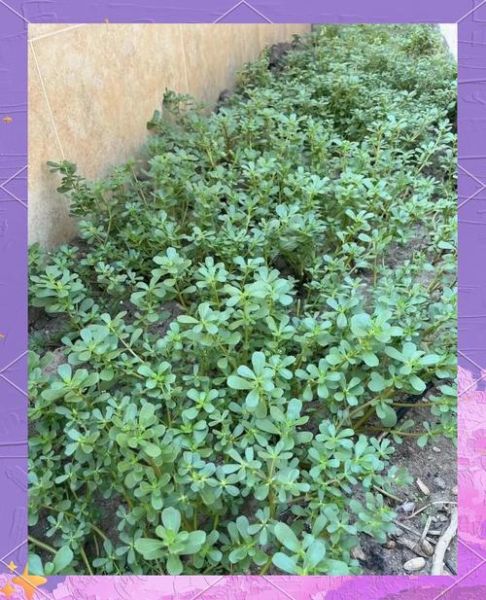 蚂蚱菜怎么吃_蚂蚱菜的功效与作用-第1张图片-山城妙识