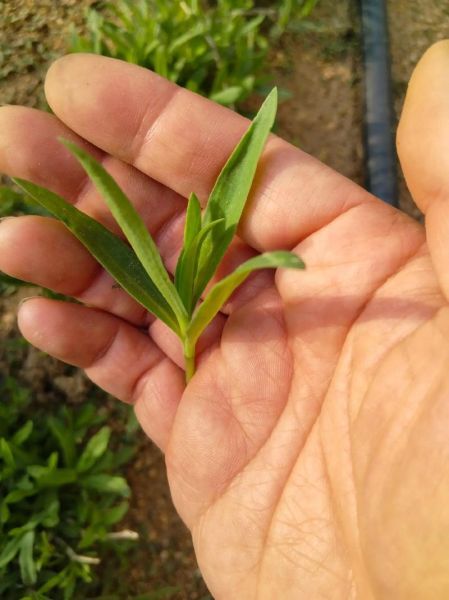 蚂蚱菜怎么吃_蚂蚱菜的功效与作用-第2张图片-山城妙识