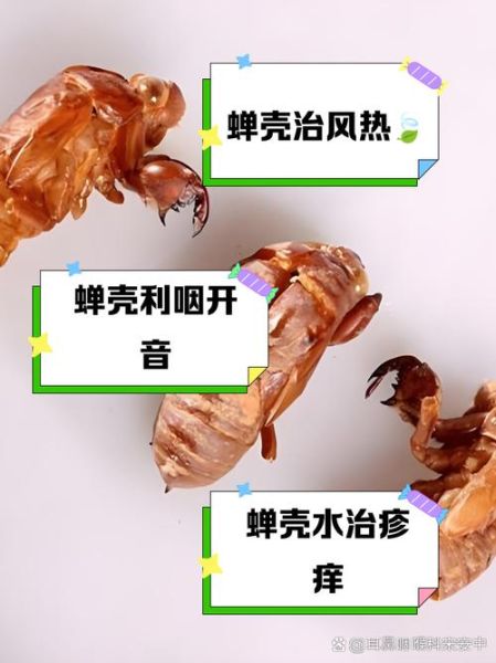 知了壳怎么吃_知了壳有什么功效-第3张图片-山城妙识