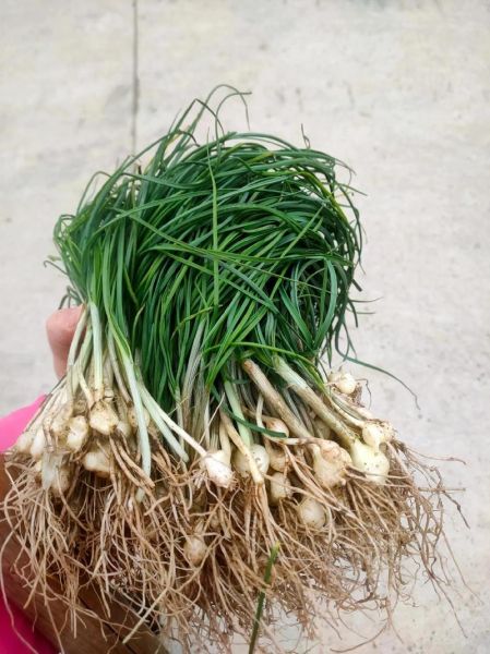 野葱花的功效与作用_野葱花怎么吃最好-第3张图片-山城妙识